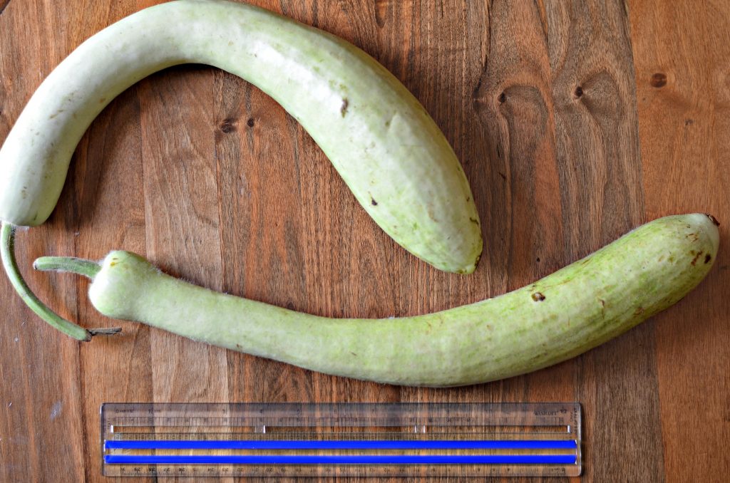 How to Prep Bottle Gourds (Slaoui) for Moroccan Recipes - Taste of Maroc